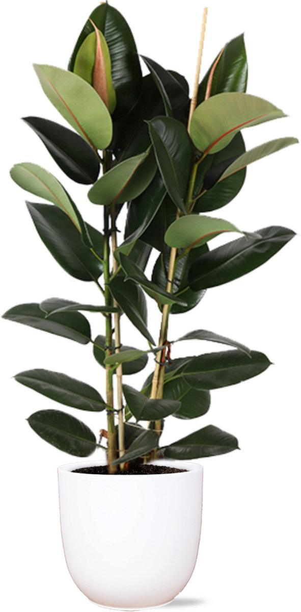 Ficus Elastica Robusta in Boule WIT pot - Potmaat 24cm - Hoogte 110cm | bol