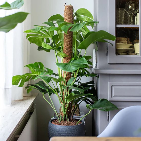 Monstera Deliciosa met Mosstok - Gatenplant Ø27cm 150cm - Verse ...
