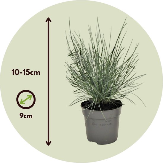 Plant in a Box - Festuca glauca 'Elijah Blue' - Set van 9 Festuca ...