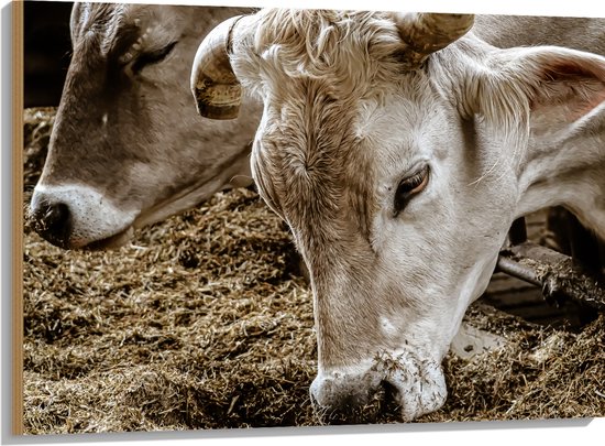 WallClassics - Hout - Twee Etende Koeien - 100x75 cm - 9 mm dik - Foto ...