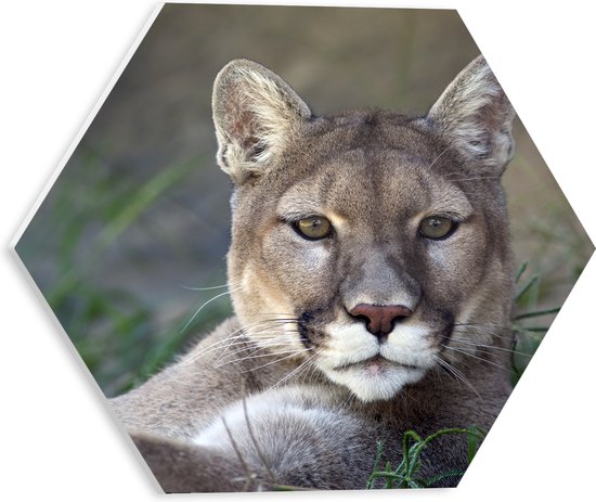 PVC Schuimplaat Hexagon - Poema van Dichtbij tussen het Gras - 30x26.1 ...