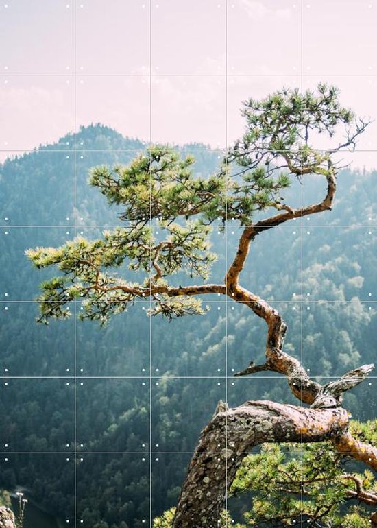 IXXI Sokolica Pine Tree, Pati Photography - 100 x 140 cm - Gratis ...