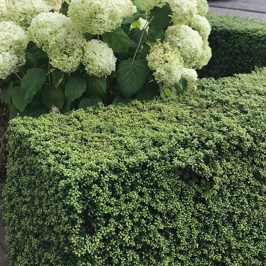10 stuks | Japanse hulst 'Convexa' Pot 50-60 cm - Formele haag ...