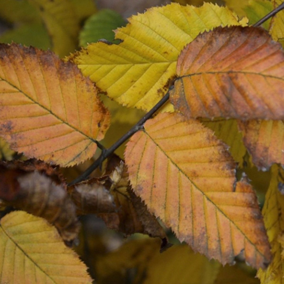 25 stuks | Haagbeuk Blote wortel 40-60 cm - Prachtige herfstkleur ...