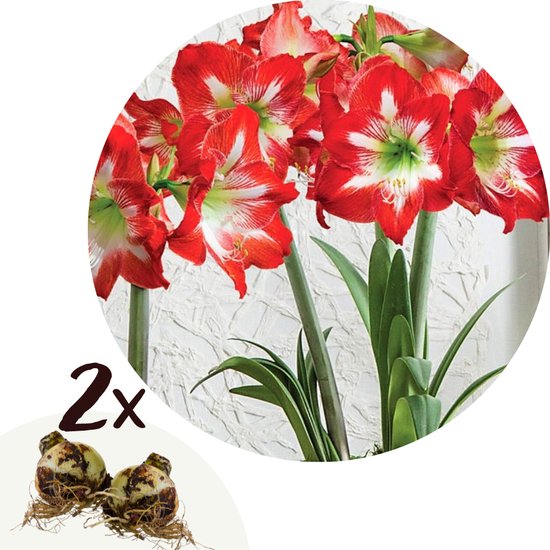 Plant in a Box - Hippeastrum - Set van 2 - Amaryllis bol rood-wit ...