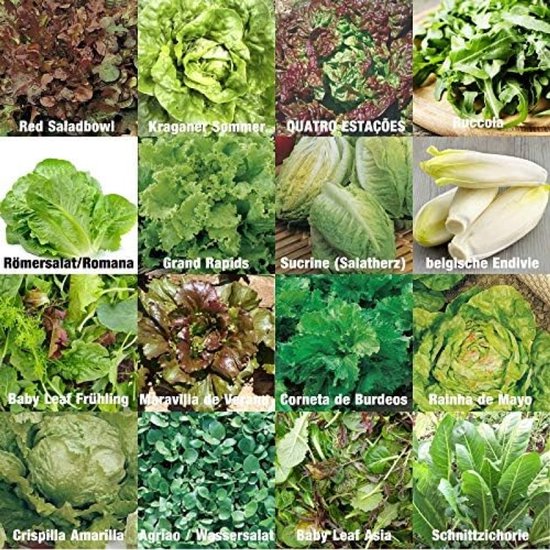 Diverse Sla Zaden Mix - 16 Verschillende Soorten Slaplanten - 100% ...