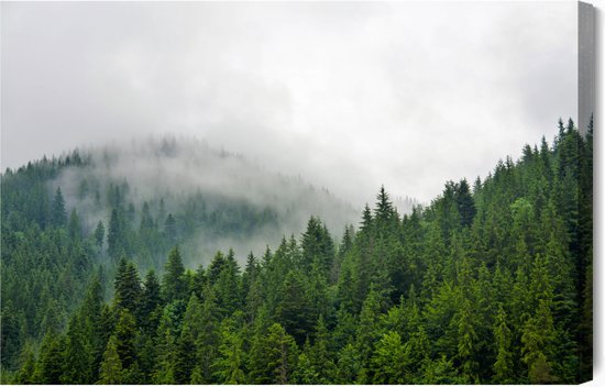 Schilderijkoning - Canvas Schilderij Mist Over Het Naaldbos - 40 x 30 ...