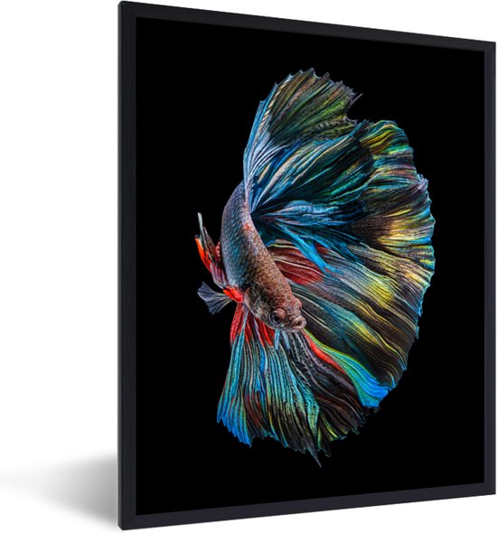 Fotolijst incl. Poster - The Betta Fish - 60x80 cm - Posterlijst | bol