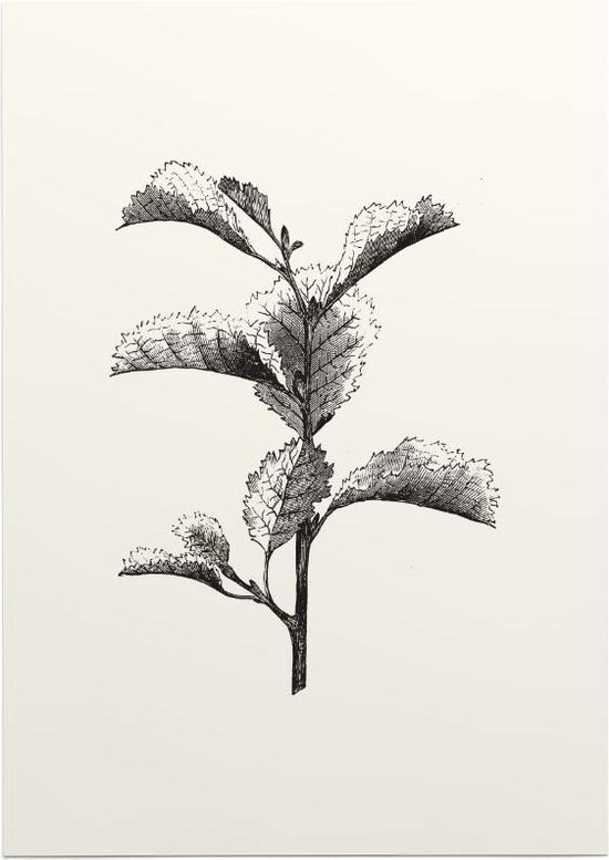 Els zwart-wit (Leaved Alder) - Foto op Posterpapier - 50 x 70 cm (B2 ...