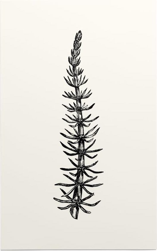 Lidsteng zwart-wit (Mares Tail) - Foto op Forex - 100 x 150 cm | bol.com