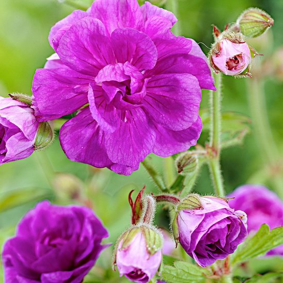 Geranium himalayense 'Birch Double' - Ooievaarsbek roze - 3 stuks | bol.com