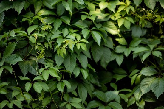 Wilde Wingerd- Parthenocissus quin. engelmannii | Hoogte: 150/175 cm | bol
