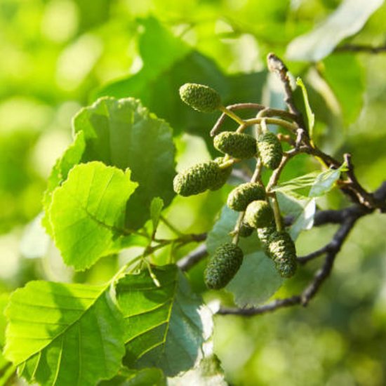 Zwarte Els - Alnus glutinosa | Omtrek: 10-14 cm | Hoogte: 300 cm | bol