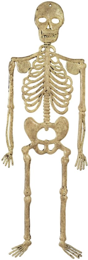 Skelet Benny decoratief | bol