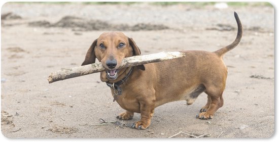 Bureau onderlegger 60x30 cm - Muismat Een prachtige Teckel met een stok ...