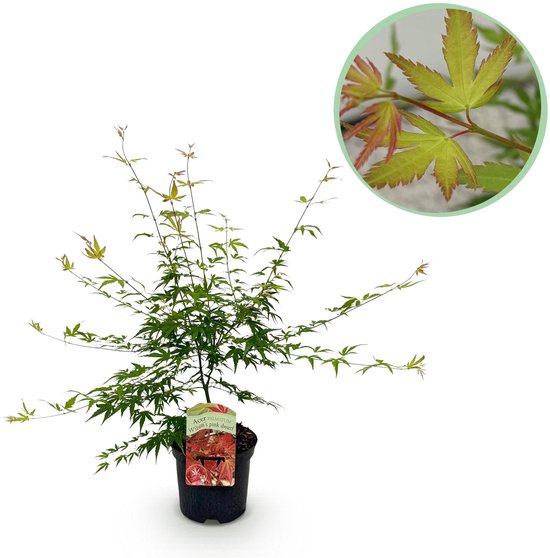 Tuinplantenshop.com | Terrasplant - Japanse Esdoorn - Acer palmatum ...