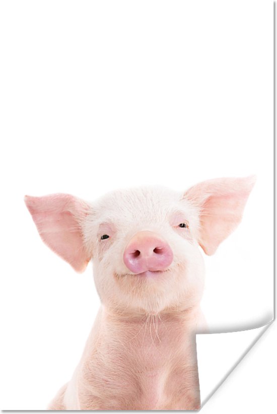Varken - Roze - Dieren - Natuur | bol.com