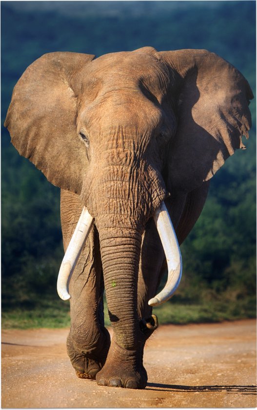 Olifant in eigen leefgebied, - Foto op Forex - 80 x 120 cm | bol.com