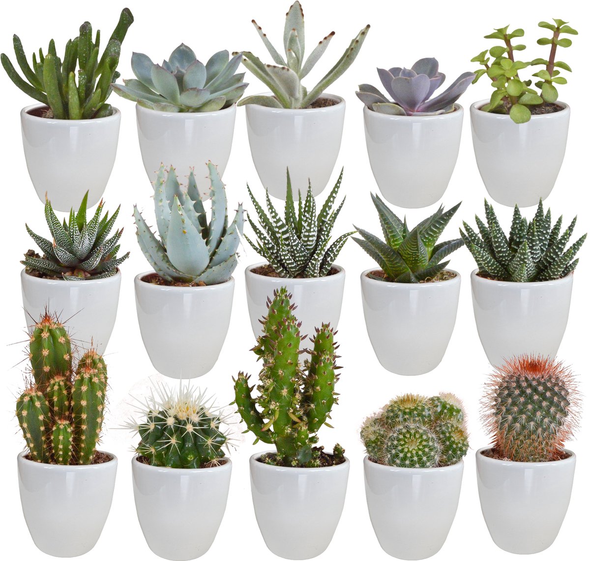 Cactussen van Botanicly – 15 × Cactus en vetplanten mix 5,5 cm in witte pot | 15 stuks... | bol.com