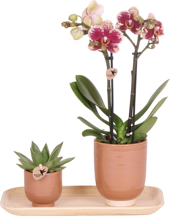 Kolibri Company - Set van geel rode orchidee en Succulent op bamboe ...
