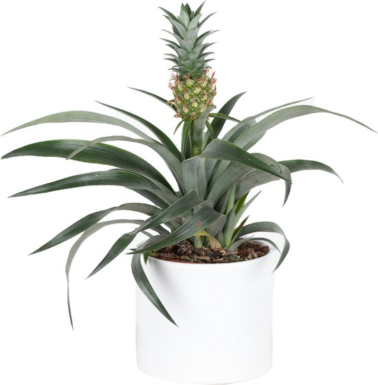 Fruitgewas van Botanicly – Ananas in witte pot als set – Hoogte: 50 cm ...