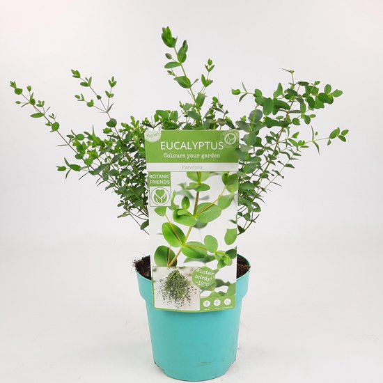 Eucalyptus parvifolia - ↨30cm - Ø17cm | bol.com