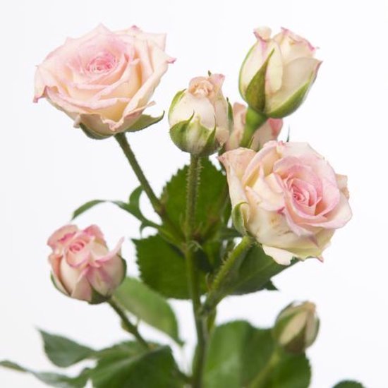 10x Rosa creme y twister 50cm | bol