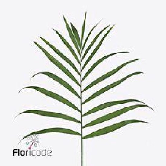 40x Sg chico jumbo | bol