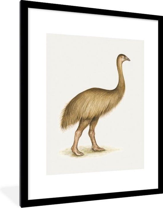 Fotolijst incl. Poster - tekening van de loopvogel soort Moa - 60x80 cm ...
