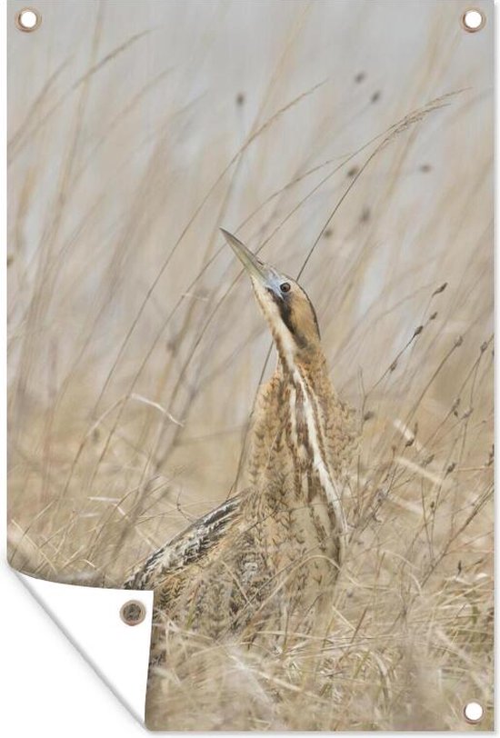 Muurdecoratie Een roerdomp tussen de hoge grassen - 120x180 cm ...