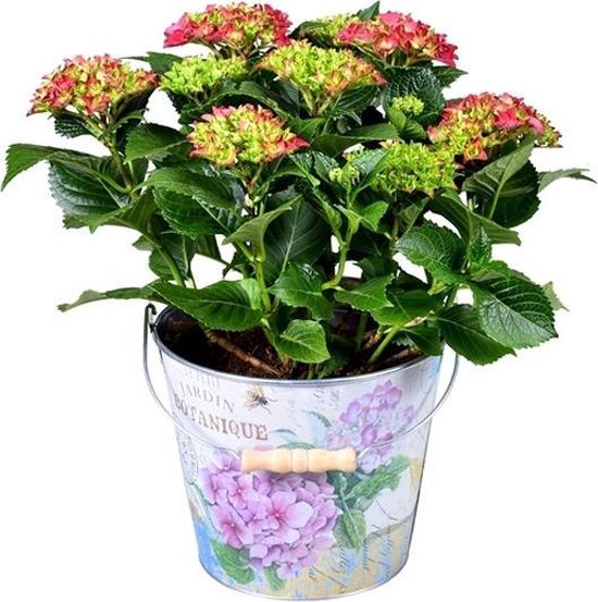 Hydrangea Bol Rood in Bucket ↨ 40cm - hoge kwaliteit planten | bol