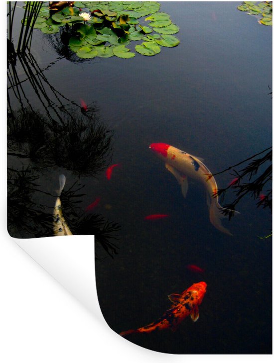 Muurstickers - Sticker Folie - Een groep koi karpers die in een cirkel zwemmen - 30x40... | bol