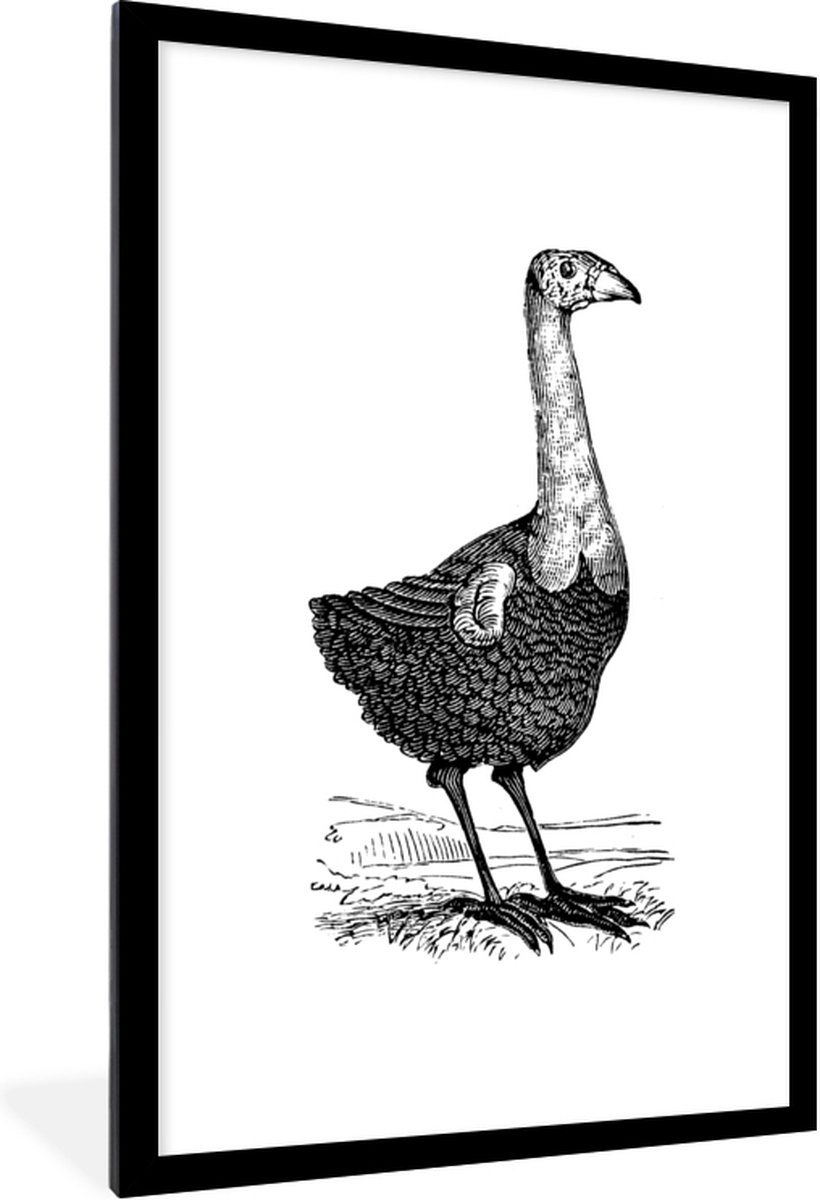 Fotolijst incl. Poster - vintage tekening van Rodrigues solitaire ...