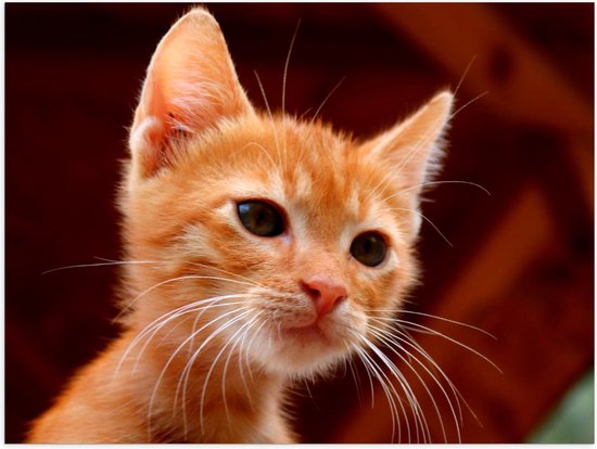 Poster – Hoofd van Klein Oranje Baby katje - 40x30cm Foto op ...