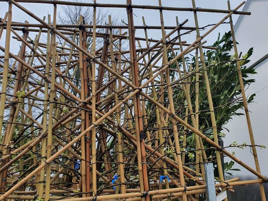 Leisierpeer | Pyrus calleryana Chanticleer | Stamomtrek: 8-10 cm ...