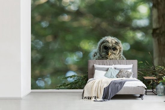 Behang - Fotobehang Jonge uil in een spar - Breedte 390 cm x hoogte 260 ...