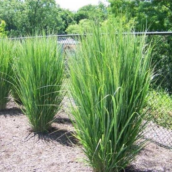 25 x Panicum virgatum 'Northwind' - Finger grass en pot de 9x9cm d'une ...