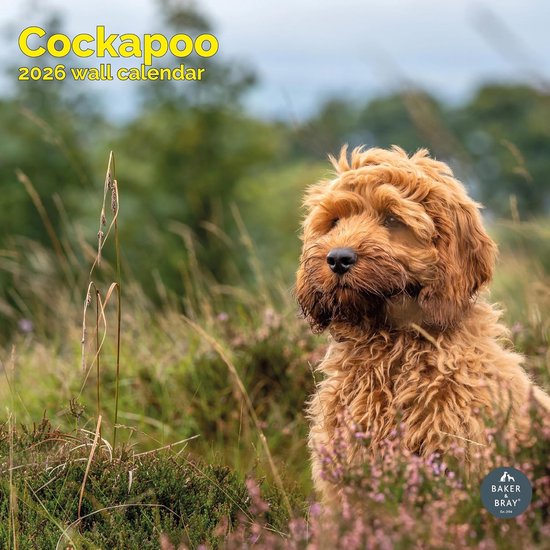 Cockapoo Kalender 2026 | bol