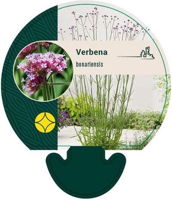 Verbena bonariensis - IJzerhard | bol