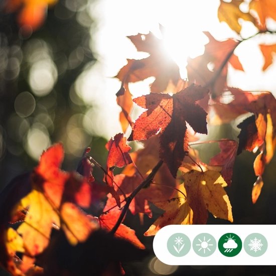 Lei amberboom 200 cm | Liquidambar styraciflua 'Worplesdon' 6 - 10 cm 200 cm|... | bol