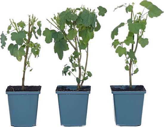 Plant in a Box - Anisodontea capensis - Kaaps Kaasjeskruid – Kaapse ...