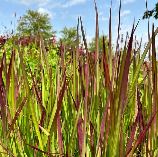 Florablom - Japans bloedgras (Imperata cylindrica) - Red Baron - Vaste ...