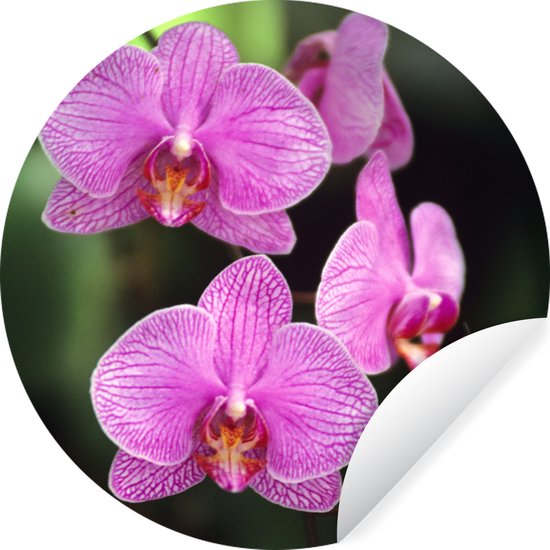 WallCircle - Muurstickers - Behangcirkel - Roze orchidee - ⌀ 140 cm - Muurcirkel -... | bol