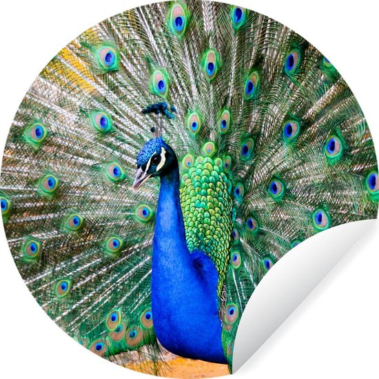 Behangcirkel - Pauw - Veren - Blauw - 100x100 cm - Muurcirkel - Zelfklevend - Ronde... | bol.com