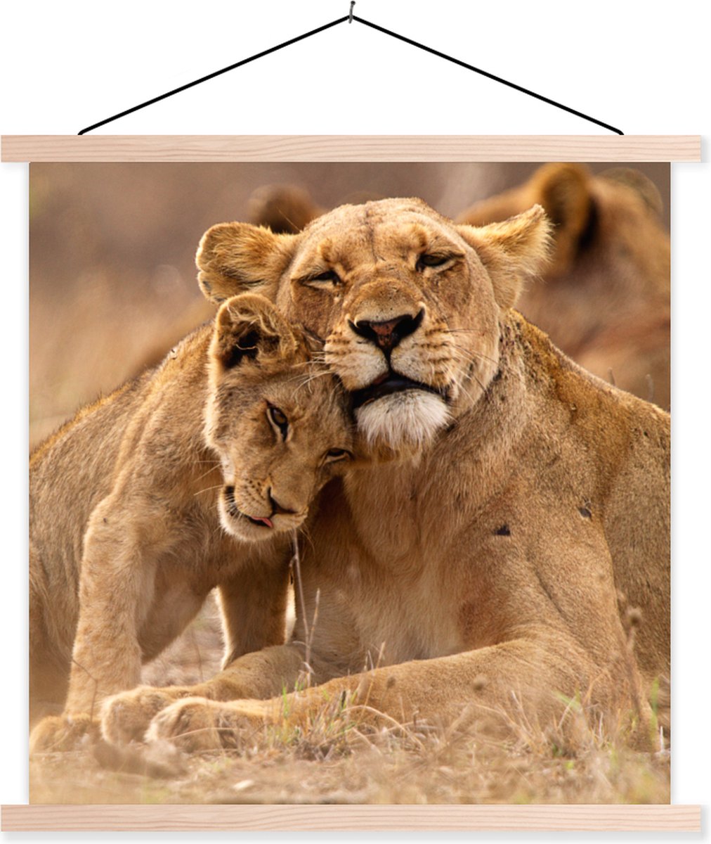 Affiche scolaire - Lion - Animaux sauvages - Cub - 120x120 cm - Lattes ...
