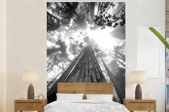 Behang - Fotobehang - Sequoia-bos in het Nationaal park Redwood in ...