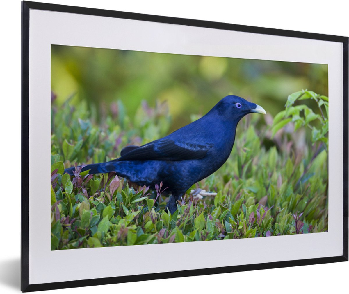 Fotolijst incl. Poster - Satijnblauwe prieelvogel tussen de planten ...