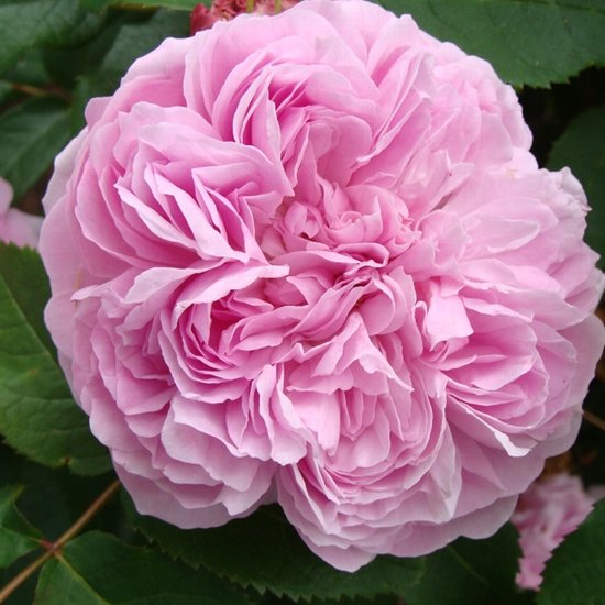 Jacques Cartier | Struikroos | Roze | Sterke geur | 1,5 meter | Wortel ...