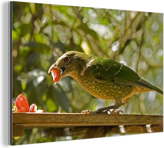 Wanddecoratie Metaal - Aluminium Schilderij - Groene prieelvogel eet ...