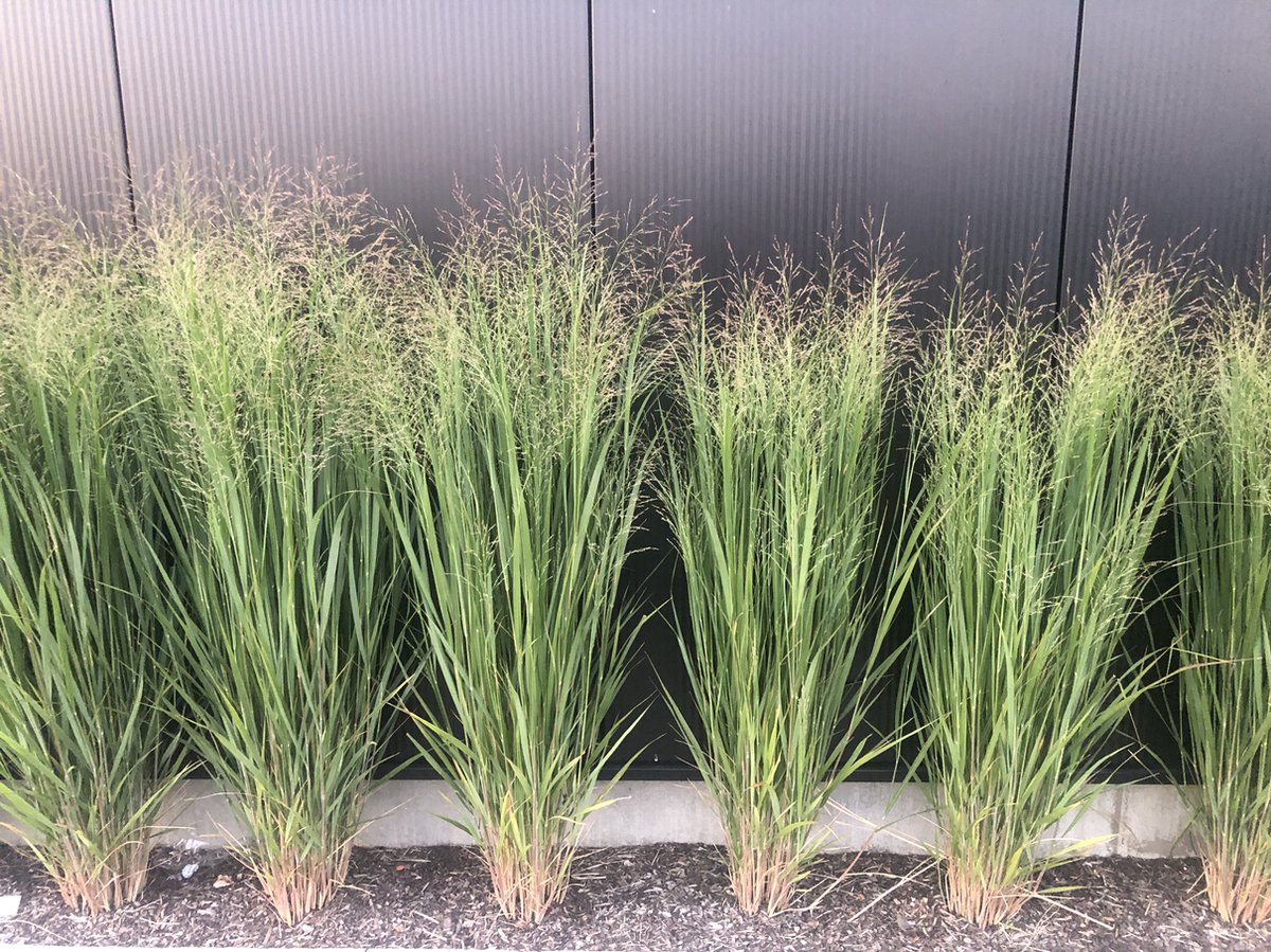 6x Panicum virgatum 'Heavy Metal' - Vingergras - Pot 9x9 cm | bol